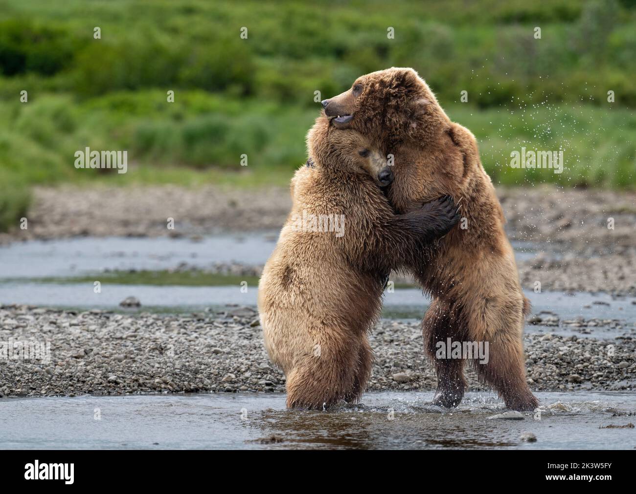 Two juvenile Alaskan brown bear cubs appear to be hugging while play ...