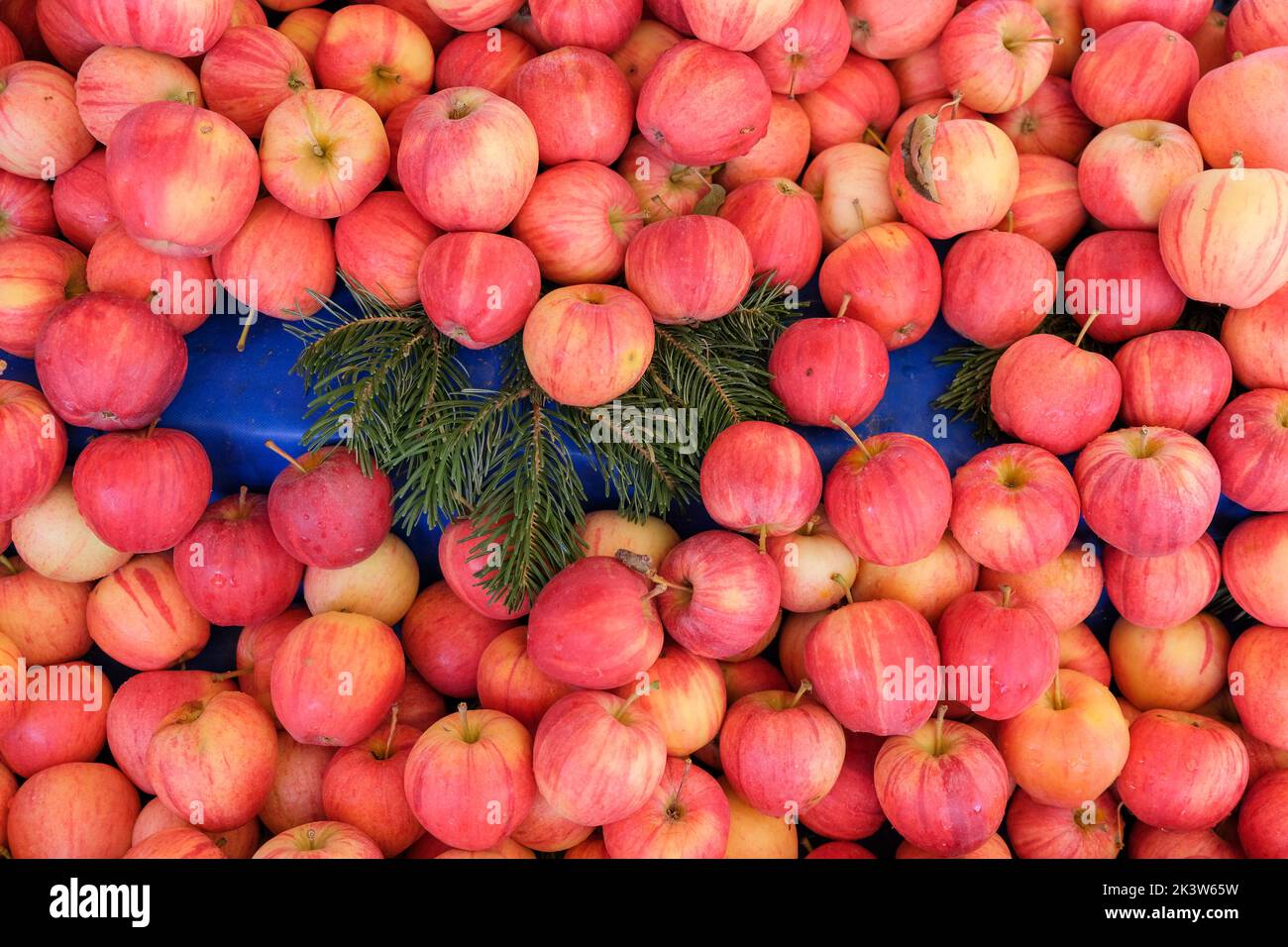 Red delicious apples hi-res stock photography and images - Alamy