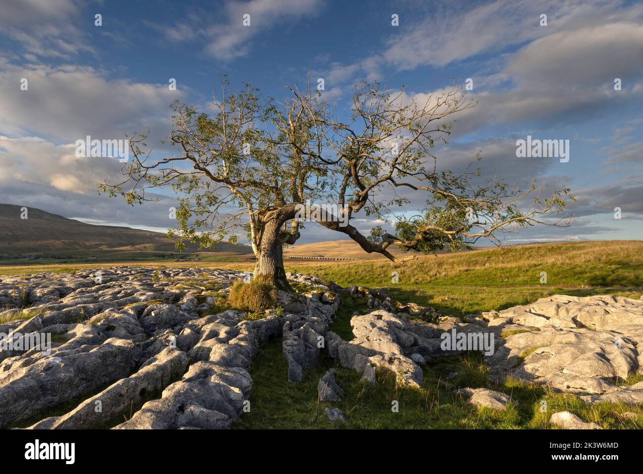 Windswept ash tree, with distant views towards Ribblehead Viaduct and ...
