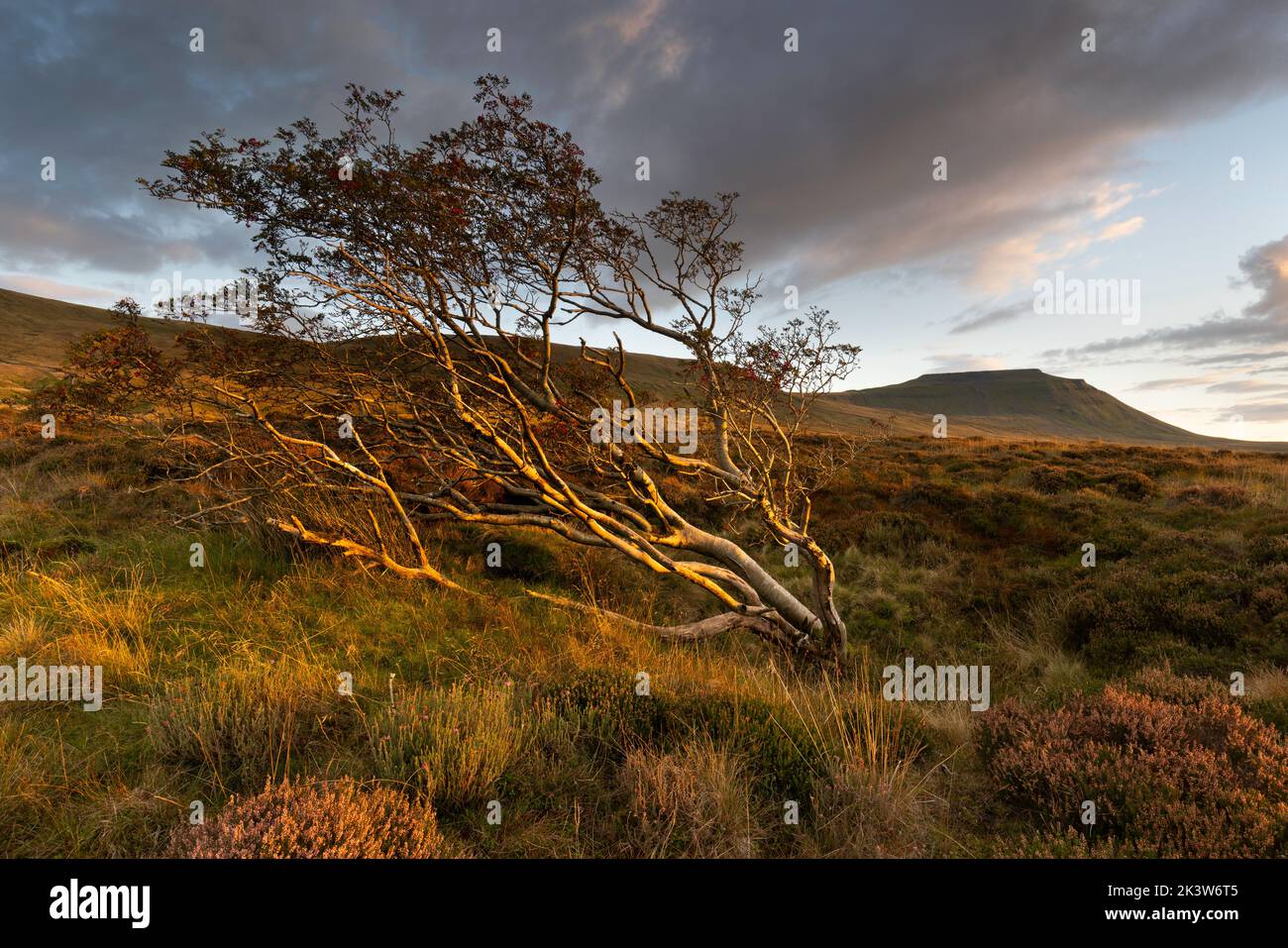 Fallen tree in a shake hole, at Ingleborough Nature Reserve, with the ...