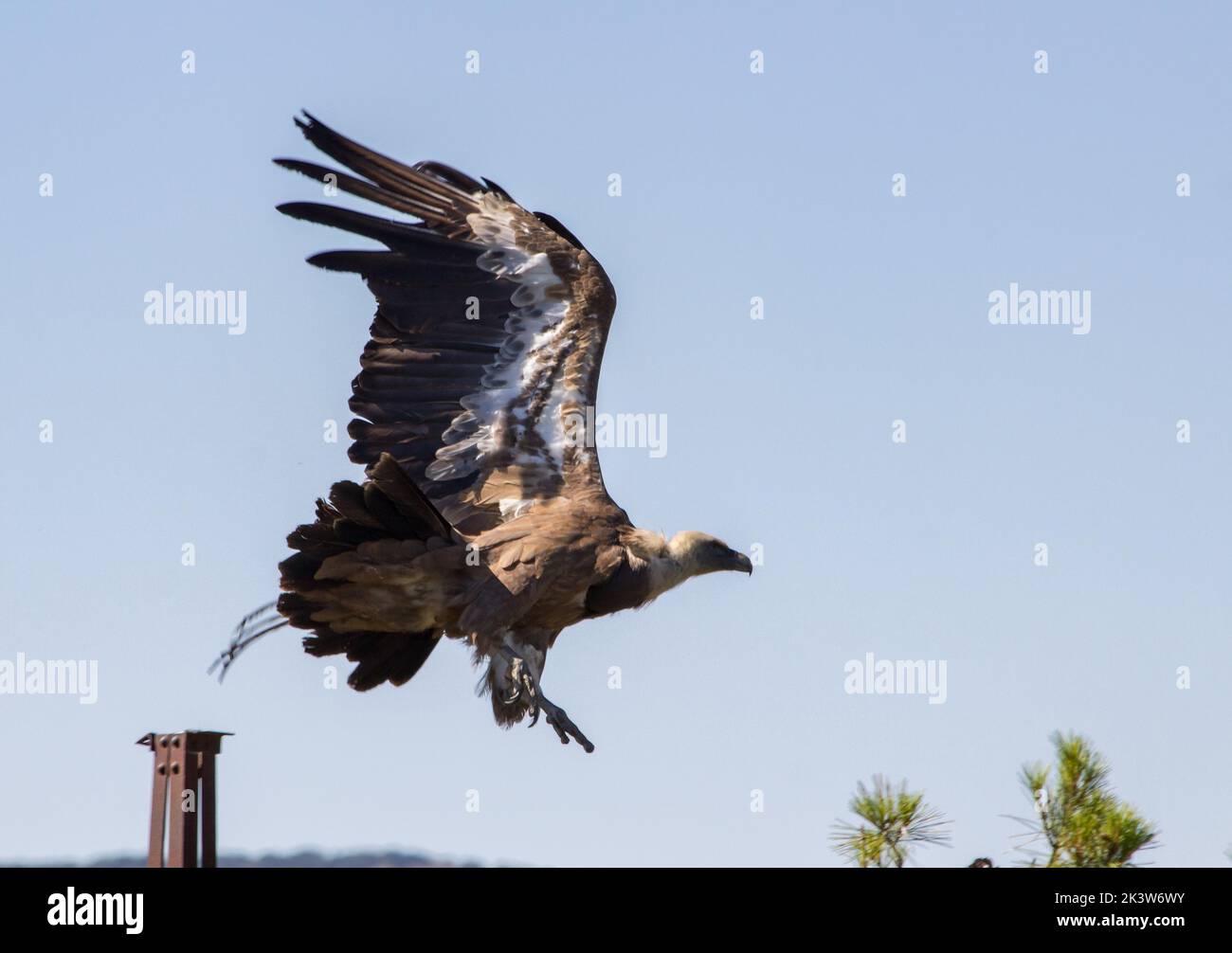 A closeup of a vulture flying in the sky Stock Photo - Alamy
