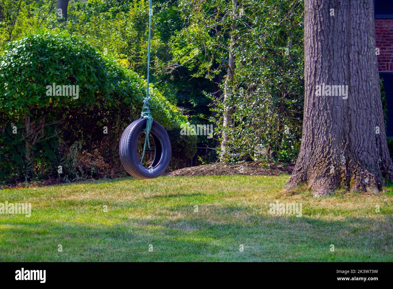 classic rubber tire swing hanging from a tree limb Stock Photo - Alamy
