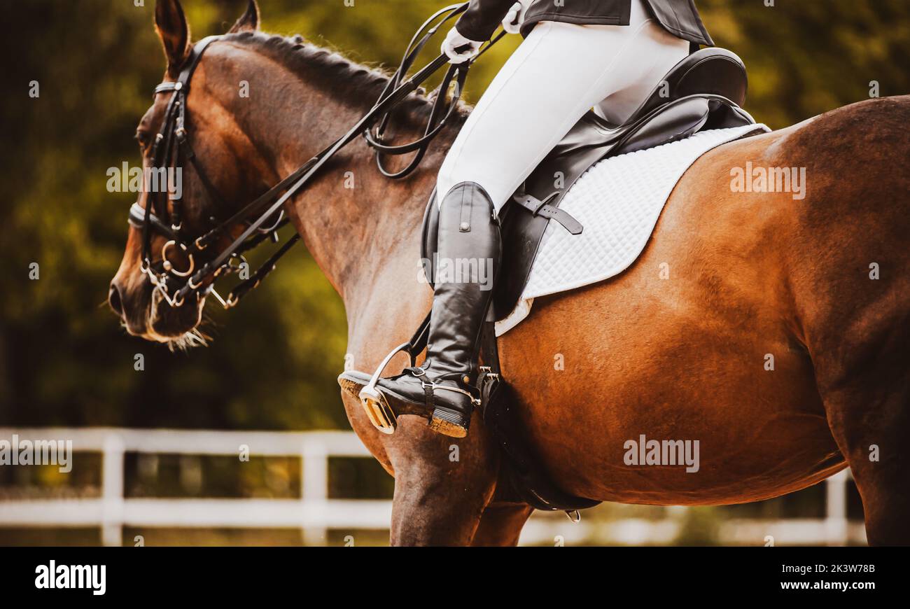 An equestrian rides a beautiful bay horse in the saddle on a summer day ...