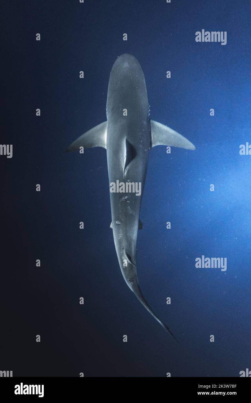 A vertical shot of shark swimming underwater Stock Photo - Alamy