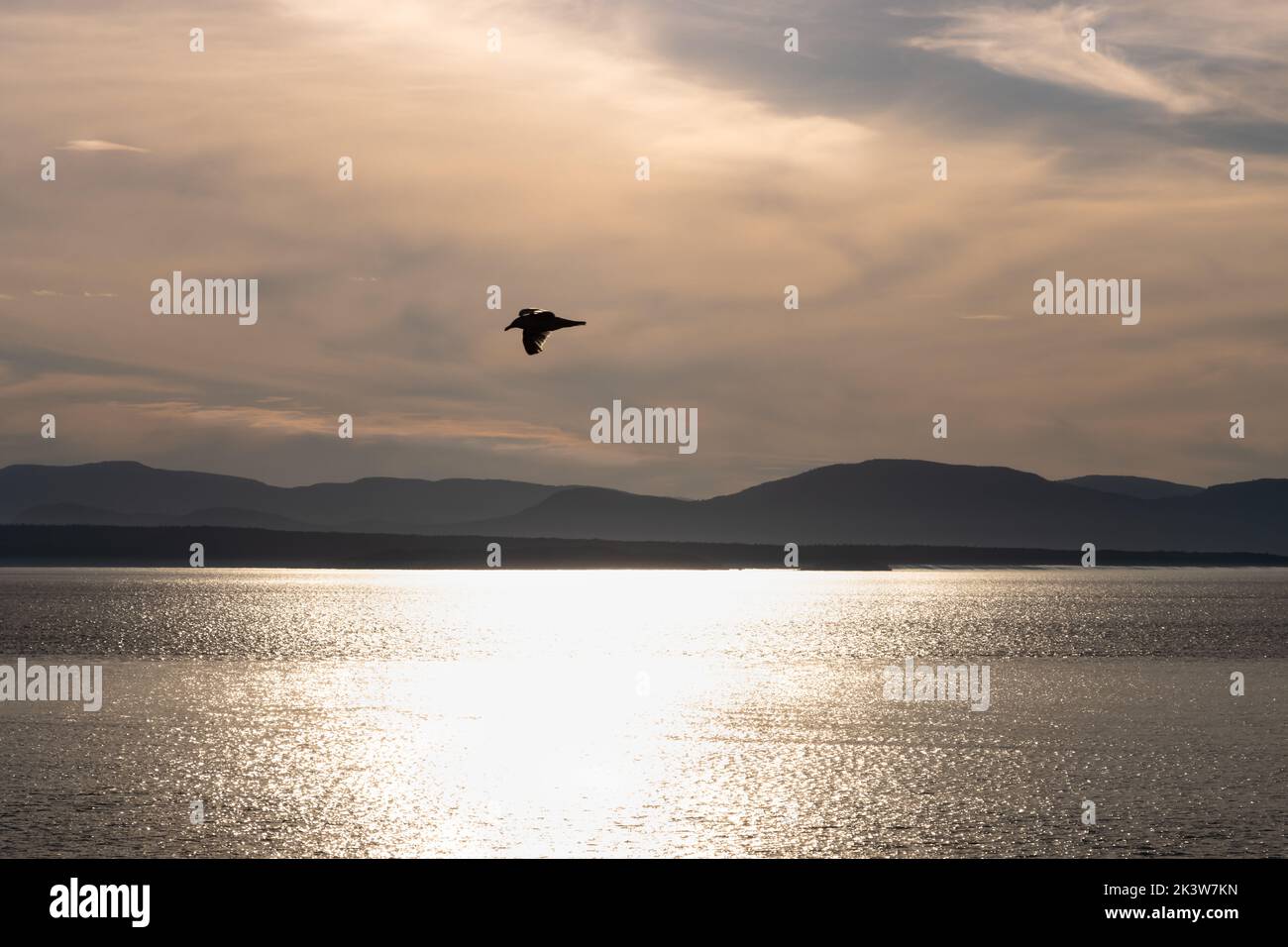 Flying bird over water with reflection hi-res stock photography and ...