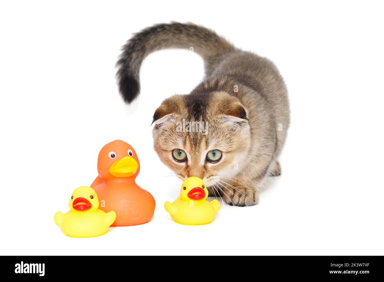 Scottish fold kitten and rubber ducklings toys, isolated on white ...
