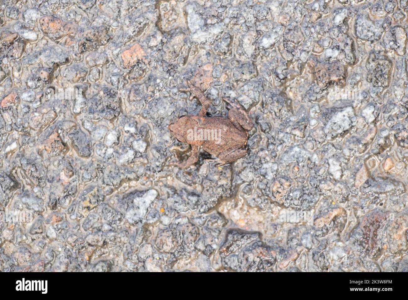 One small toad sits on wet asphalt on the road, wild nature Stock Photo ...