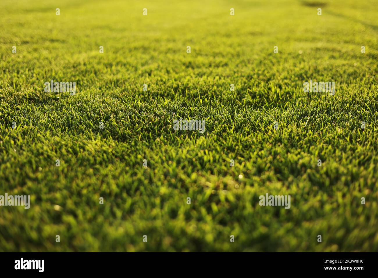 Green grass close-up. cut green juicy lawn. Alpine meadow densely ...