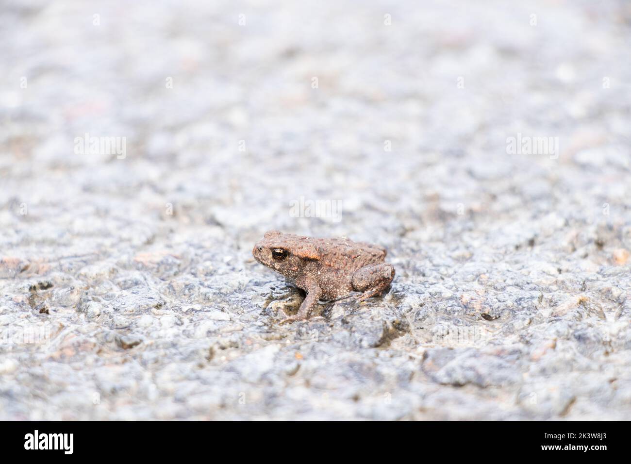 Frog car hi-res stock photography and images - Alamy