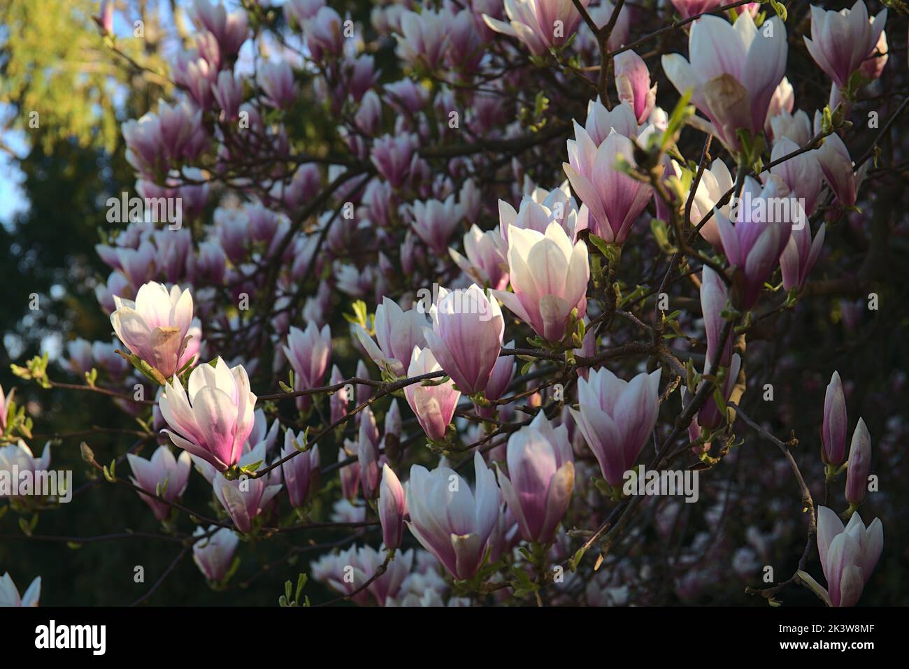 The pretty Yulan magnolia flowers in the garden Stock Photo - Alamy