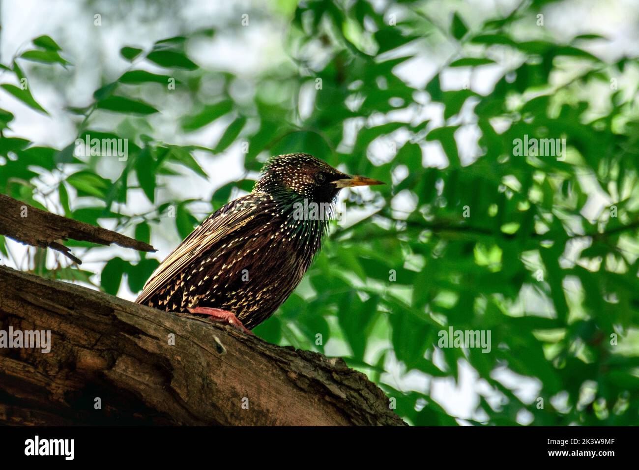 A brown Common starling bird standing on brown tree branch under blur ...