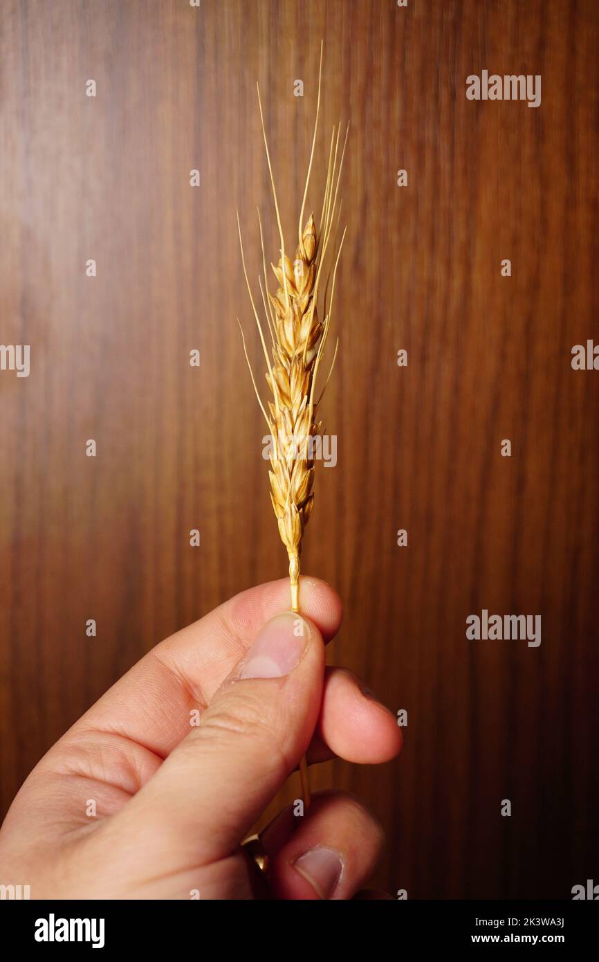 Hand spike hi-res stock photography and images - Alamy