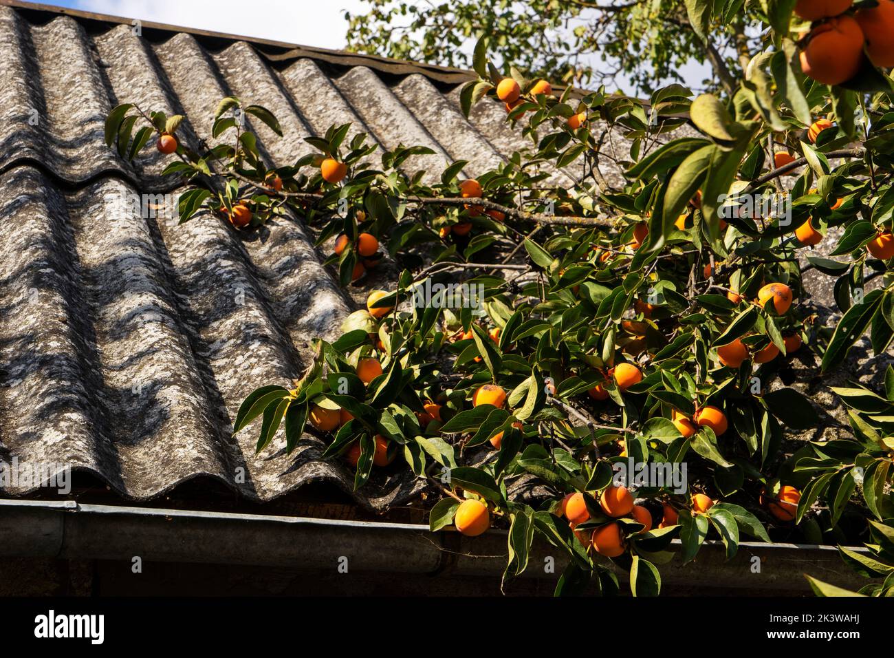 Orange persimmons hanging on hi-res stock photography and images - Alamy