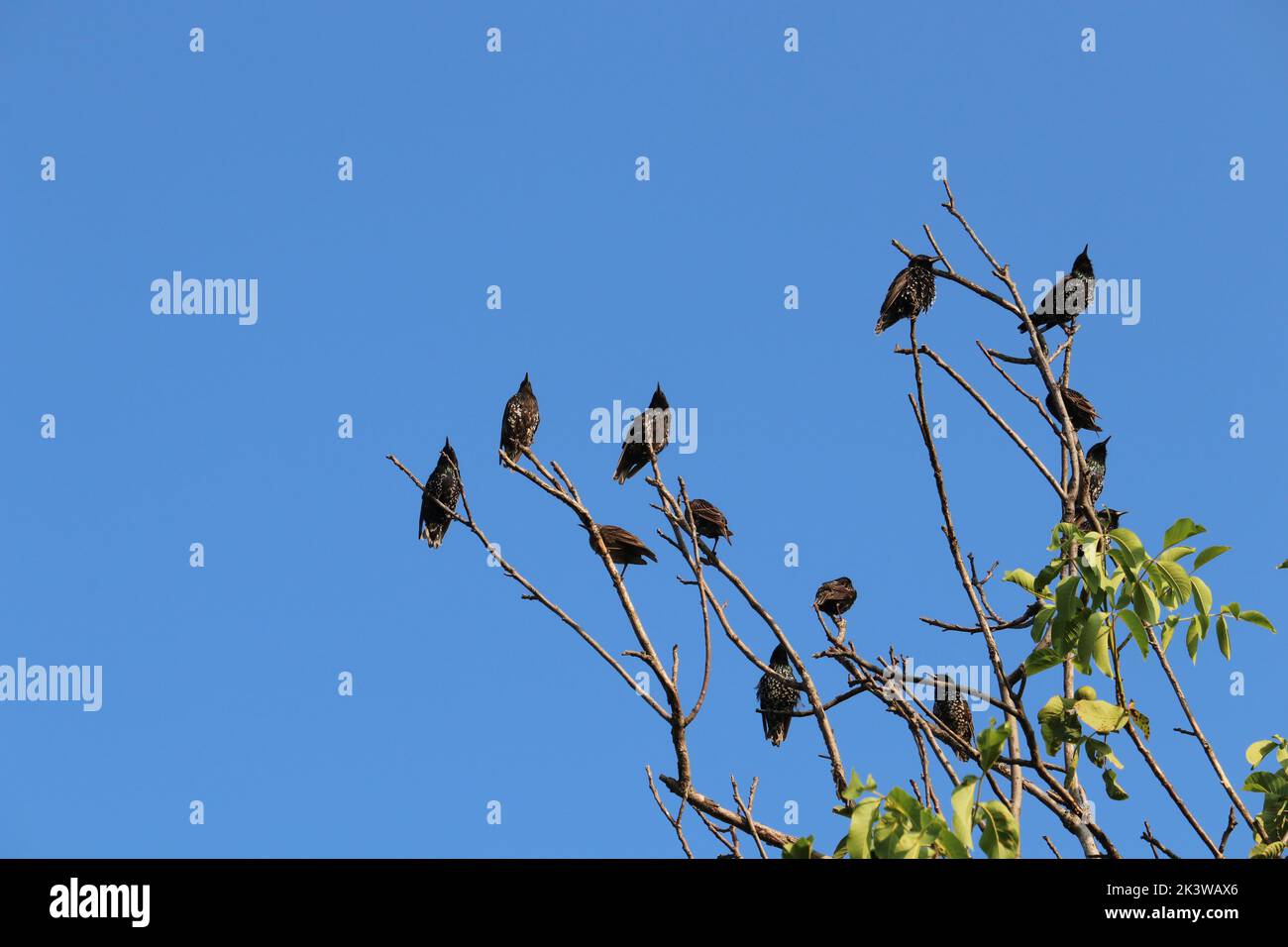 Starling bird singing on tree hi-res stock photography and images - Alamy
