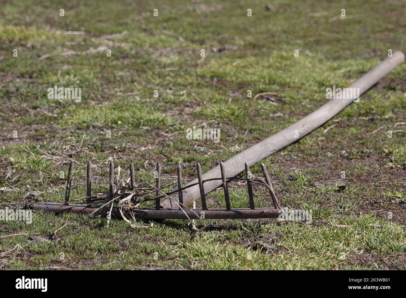 Garden rake lying on the ground Stock Photo - Alamy