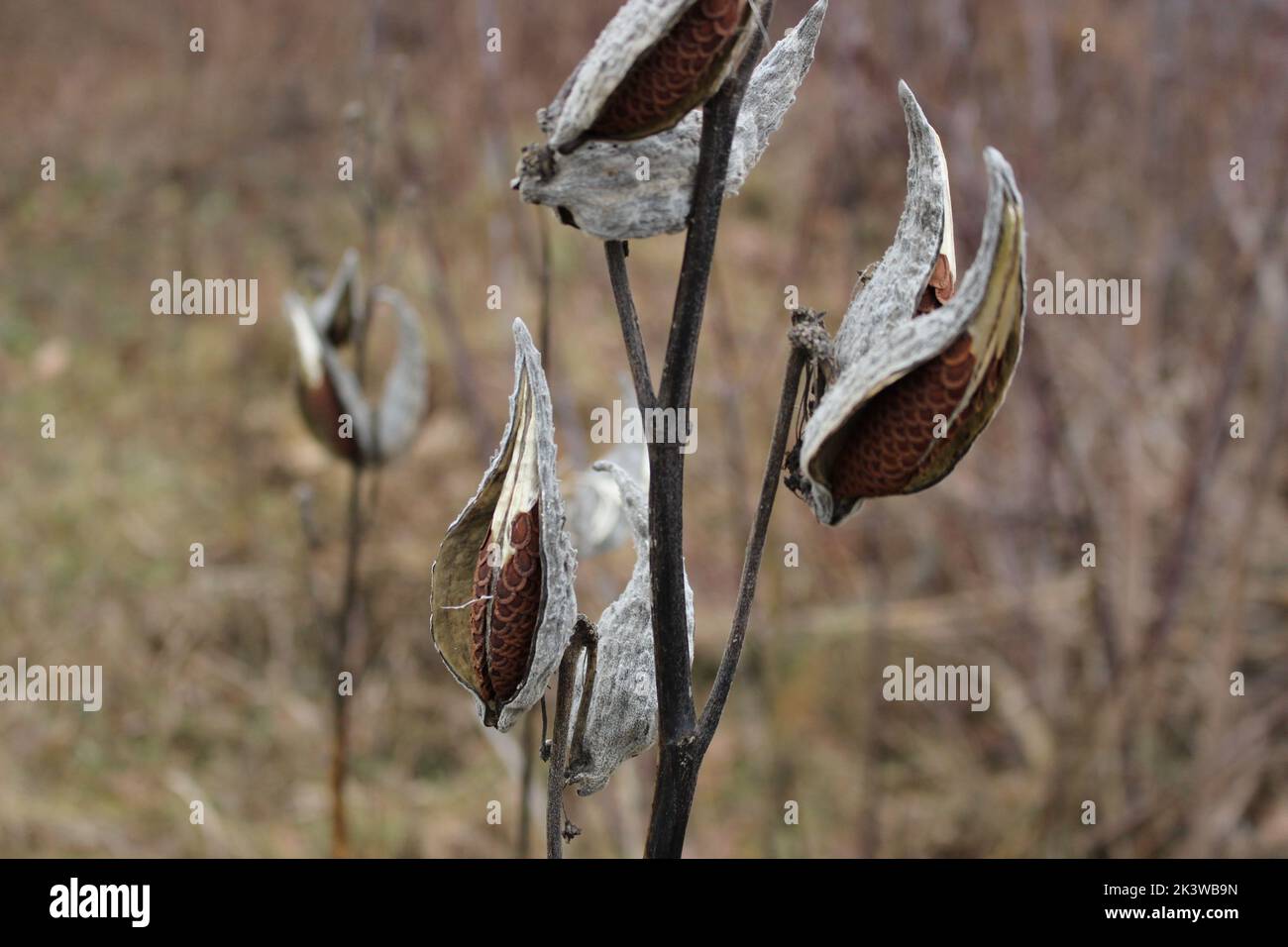 Beautiful wild grass seeds. Dry wild grass. Weed grass Stock Photo - Alamy