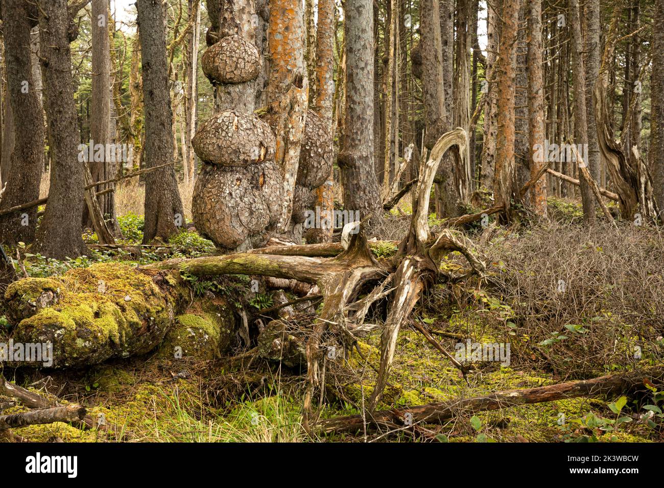 Pacific coast forest spruce forest hi-res stock photography and images ...
