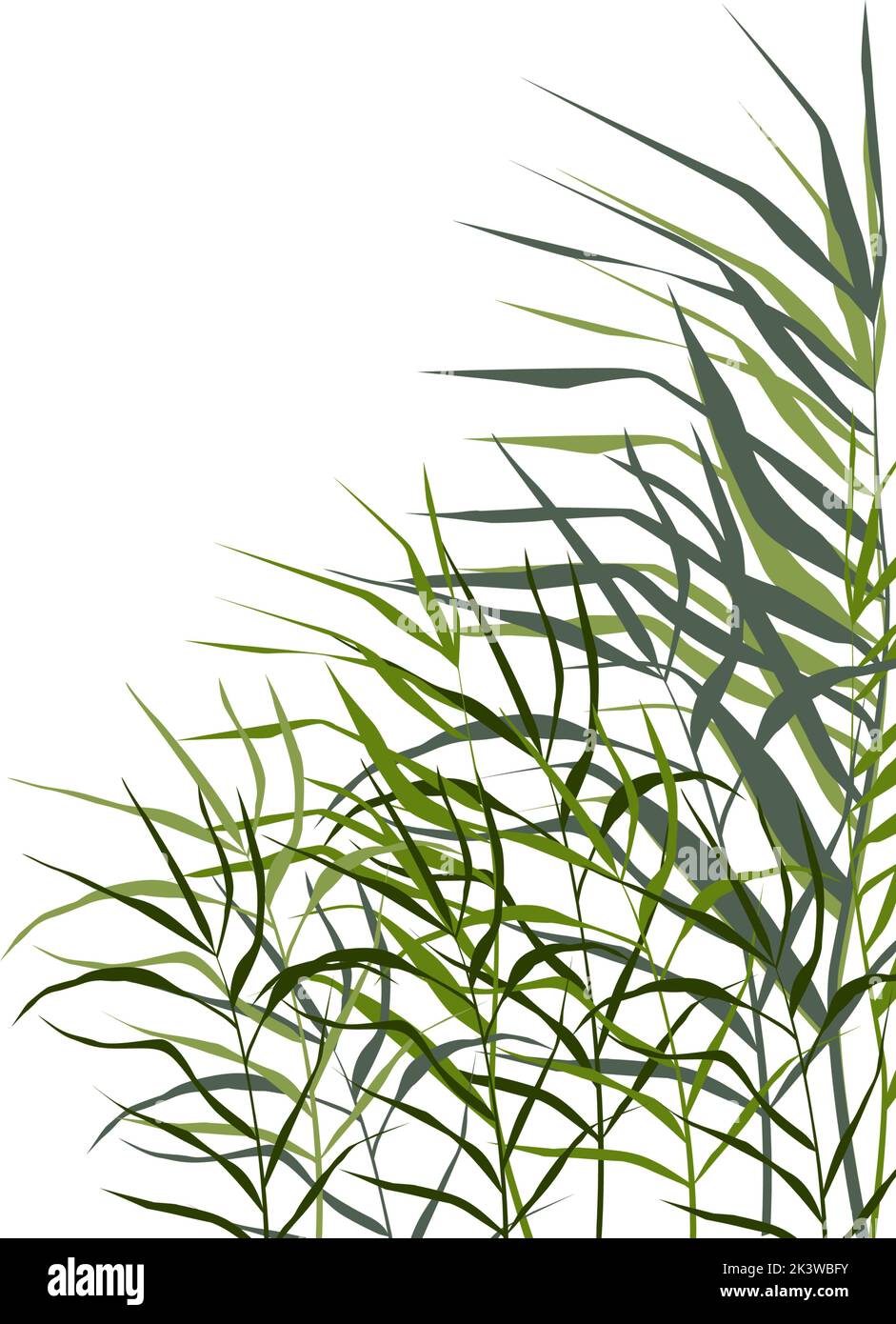 Bull rushes Cut Out Stock Images & Pictures - Alamy