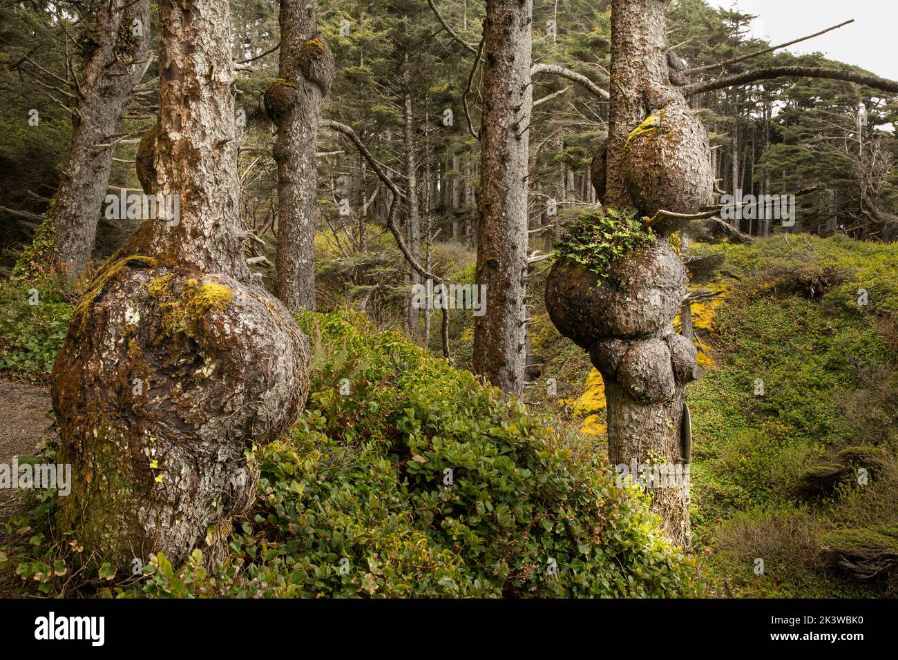 Pacific coast forest spruce forest hi-res stock photography and images ...