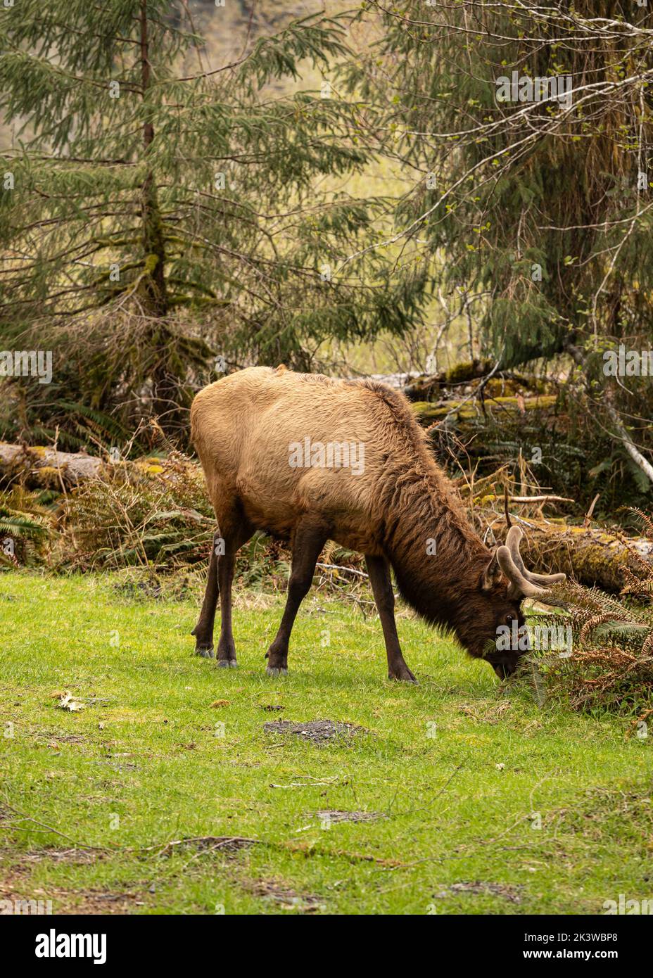 WA22090-00...WASHINGTON - Bull elk forging on the new growth at the Hoh ...