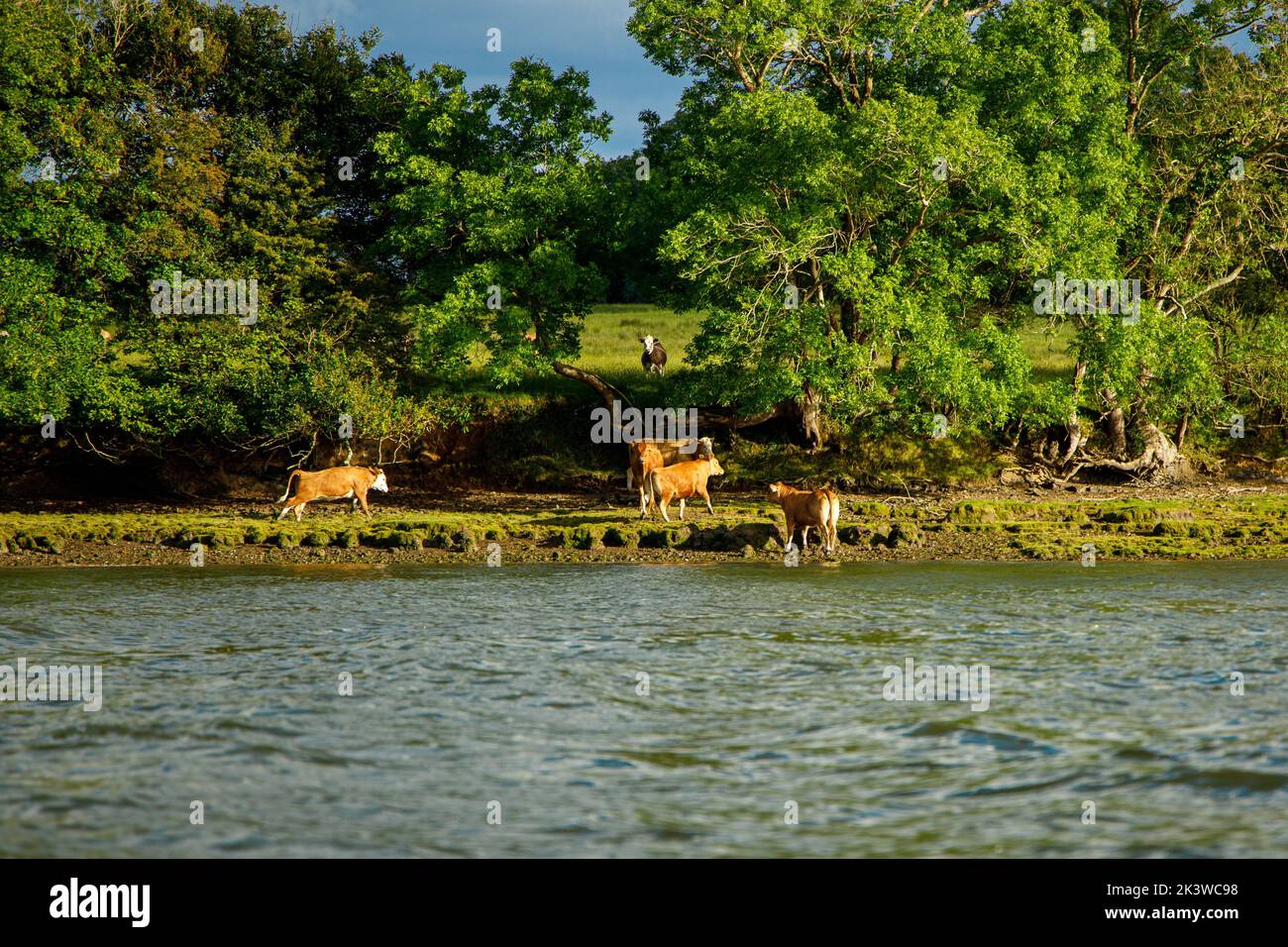 Some cows grazing along the river's edge with trees and sky background ...