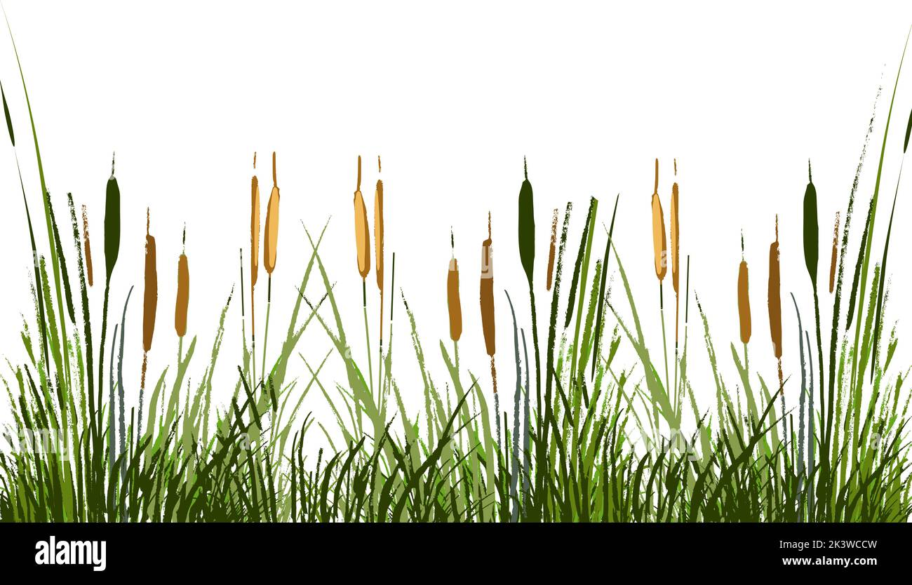 Isolated vector drawing.Image of a green reed or bulrush on a white ...