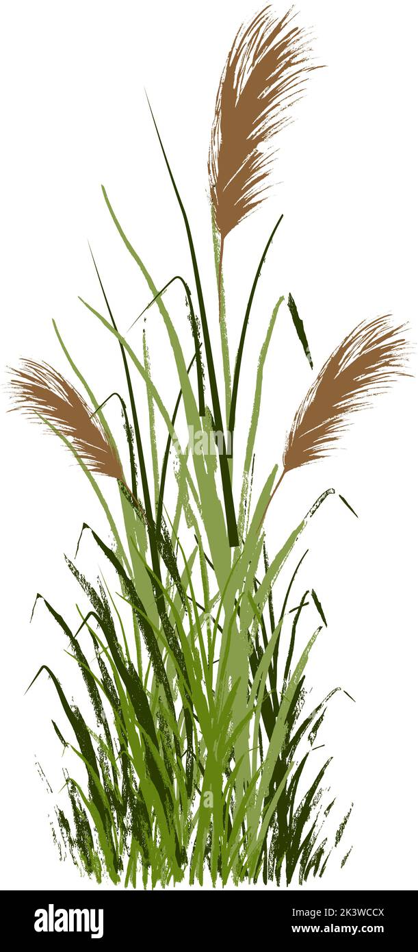 Bull rushes Cut Out Stock Images & Pictures - Alamy