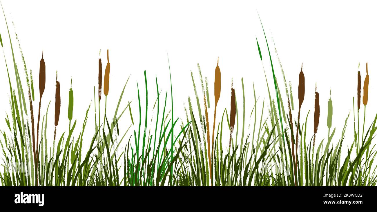 Isolated vector drawing.Image of a green reed or bulrush on a white ...