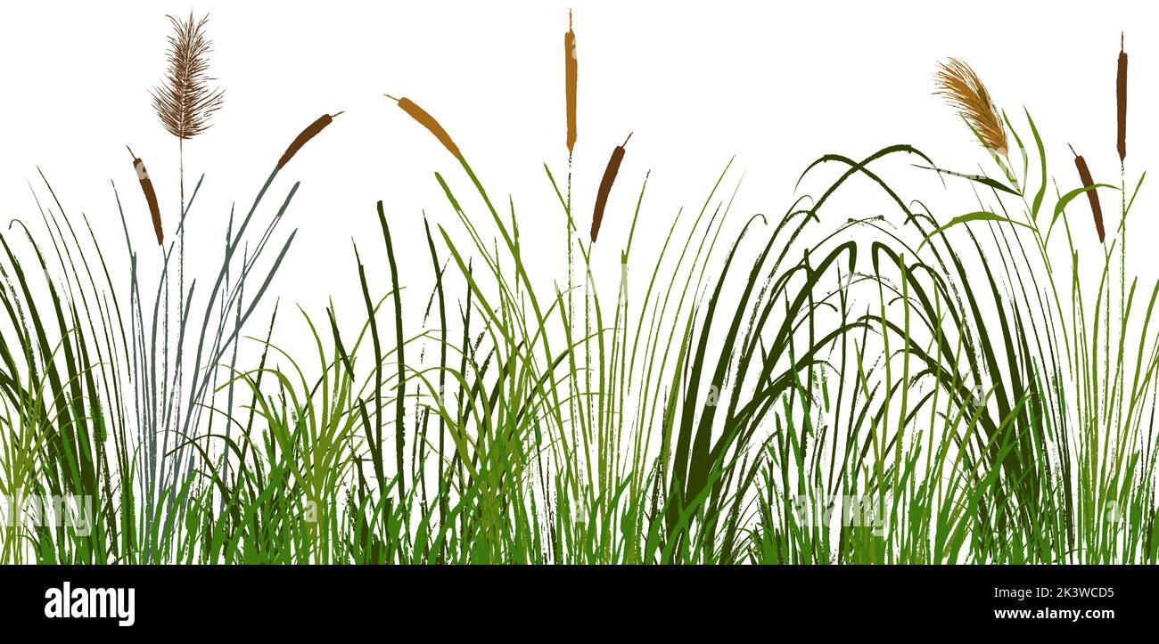 Isolated vector drawing.Image of a green reed or bulrush on a white ...