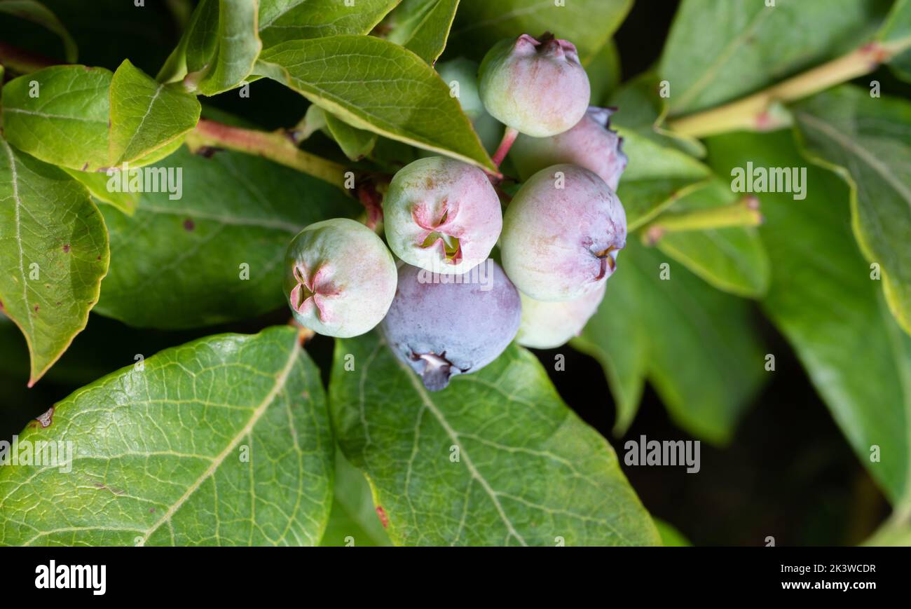 Green blueberries on a twig. Close-up of ripening fruit. Blueberry ...