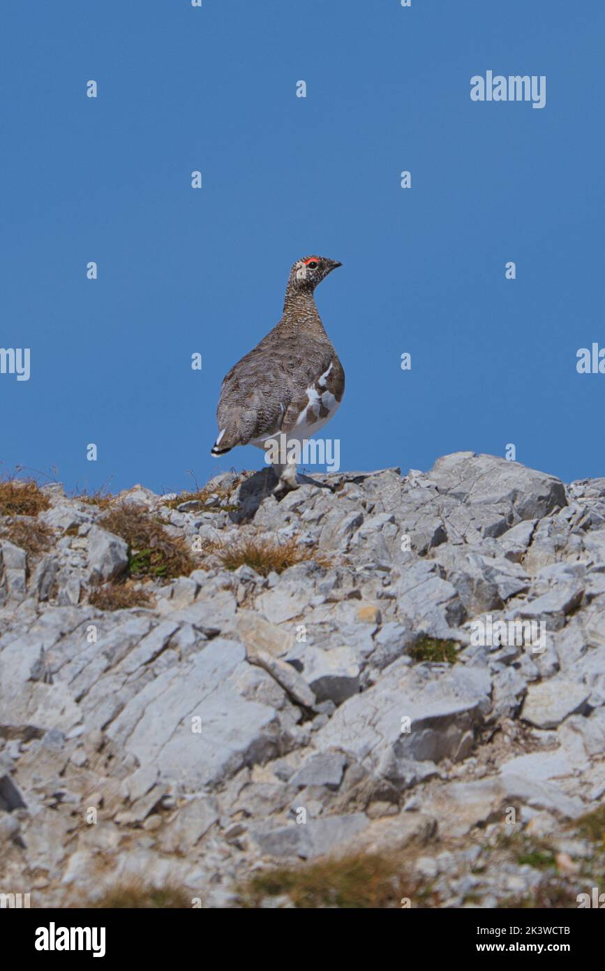 The Wild Alps, fine art portrait of the rock ptarmigan male Lagopus ...