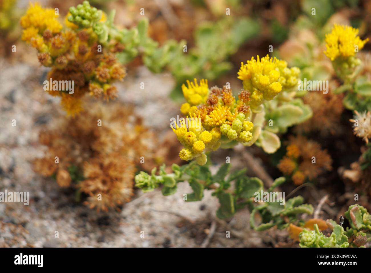 Isocoma menziesii var sedoides hi-res stock photography and images - Alamy