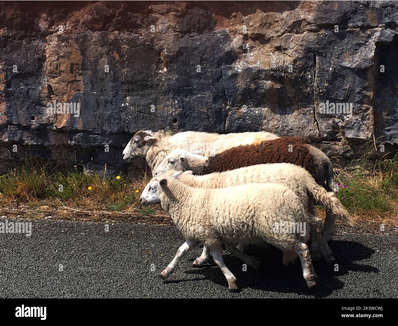 Why Do Sheep Walk With Their Heads Down at Alfred Wilford blog