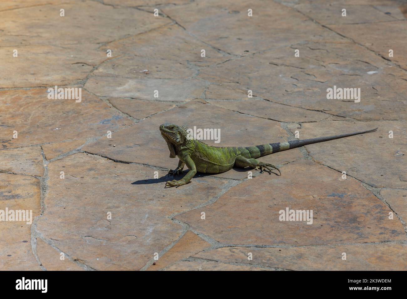 Close up view of lizard sitting on rock. Aruba Stock Photo - Alamy