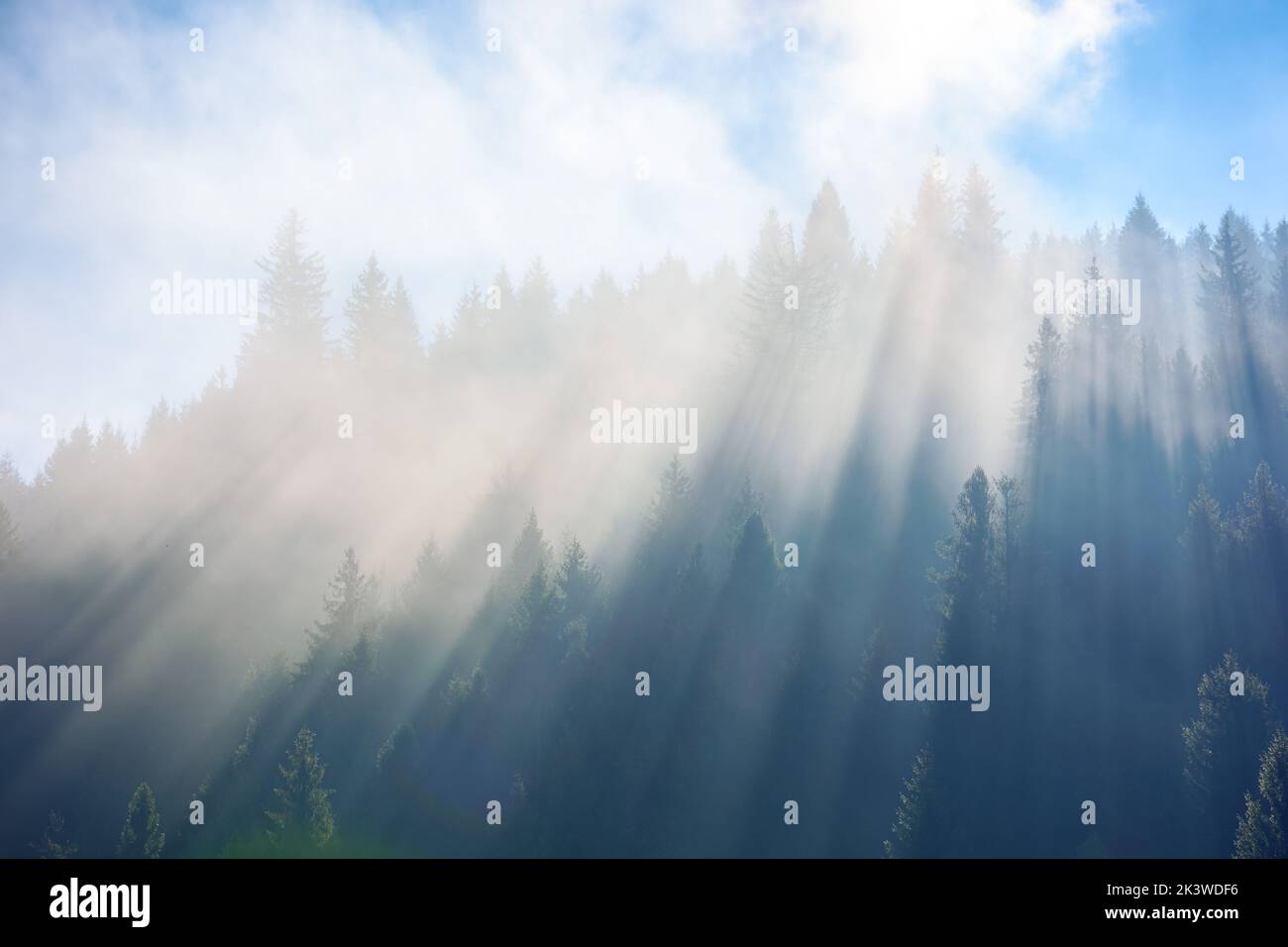 sunlight through fog among coniferous trees. beautiful nature ...