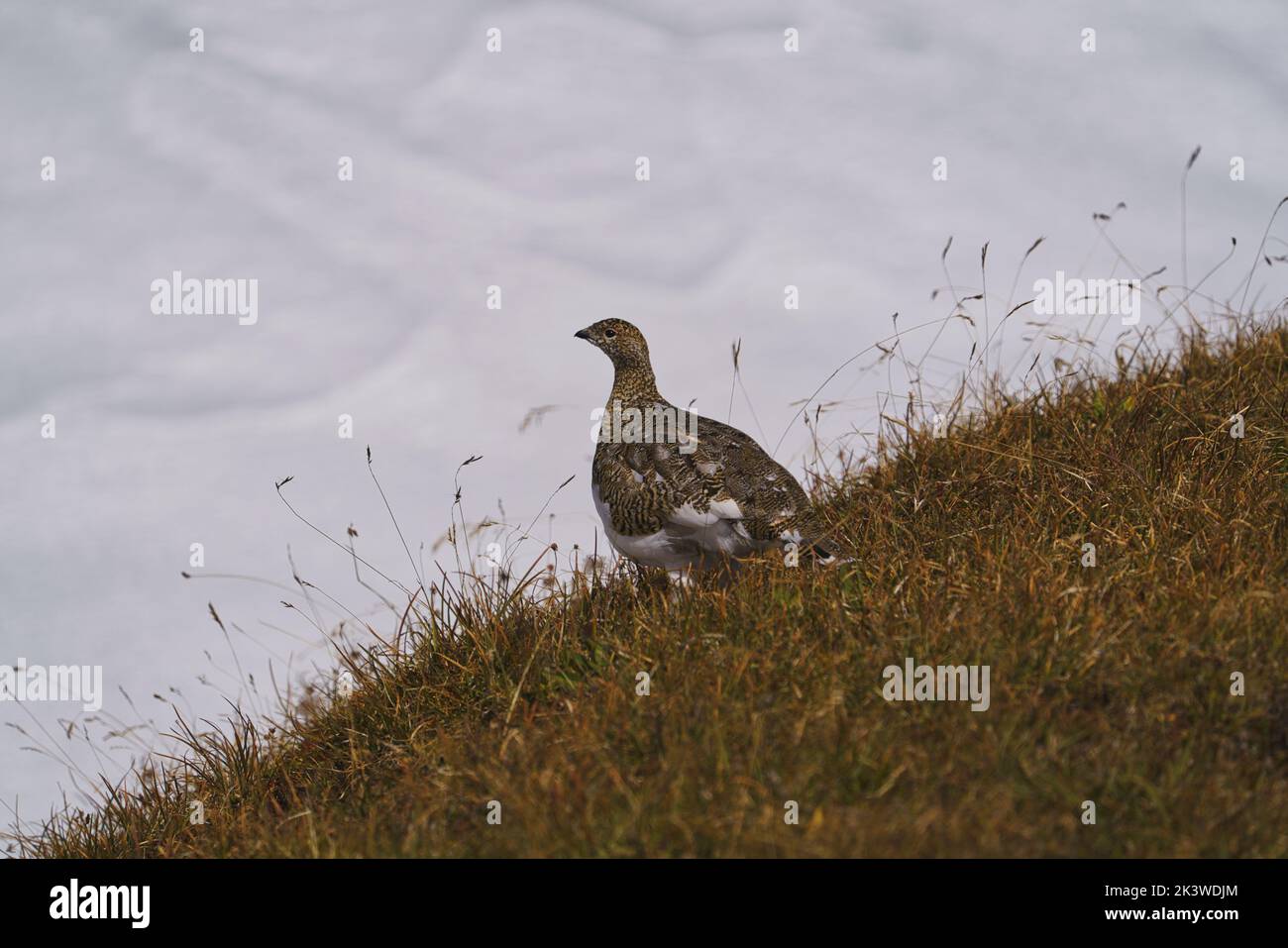 The Wild Alps, fine art portrait of the rock ptarmigan male Lagopus ...