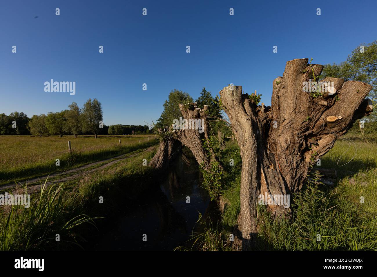 Big pollarded trees along the water canal in the field under blue sky ...