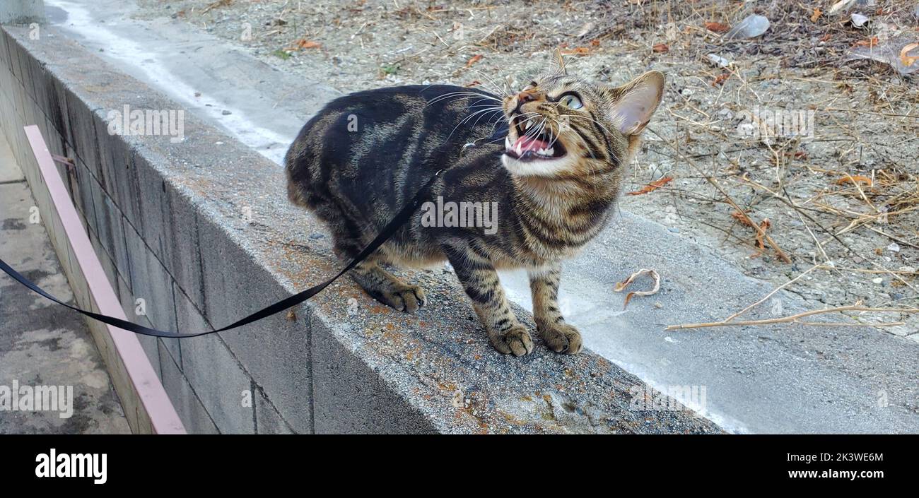 An angry cat walking on a stone border Stock Photo - Alamy