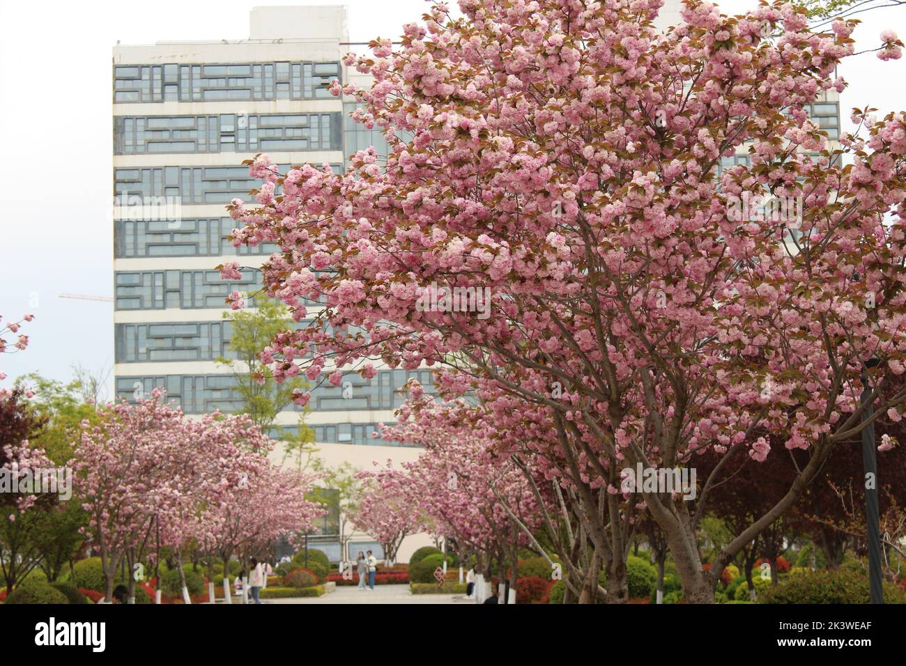 A beautiful pink blossom tree captured in a park Stock Photo - Alamy