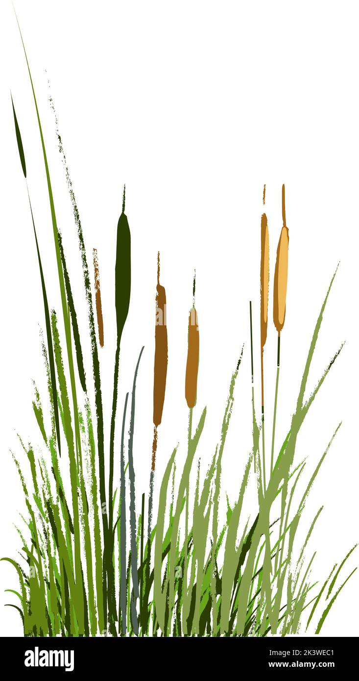 Bull rushes Cut Out Stock Images & Pictures - Alamy