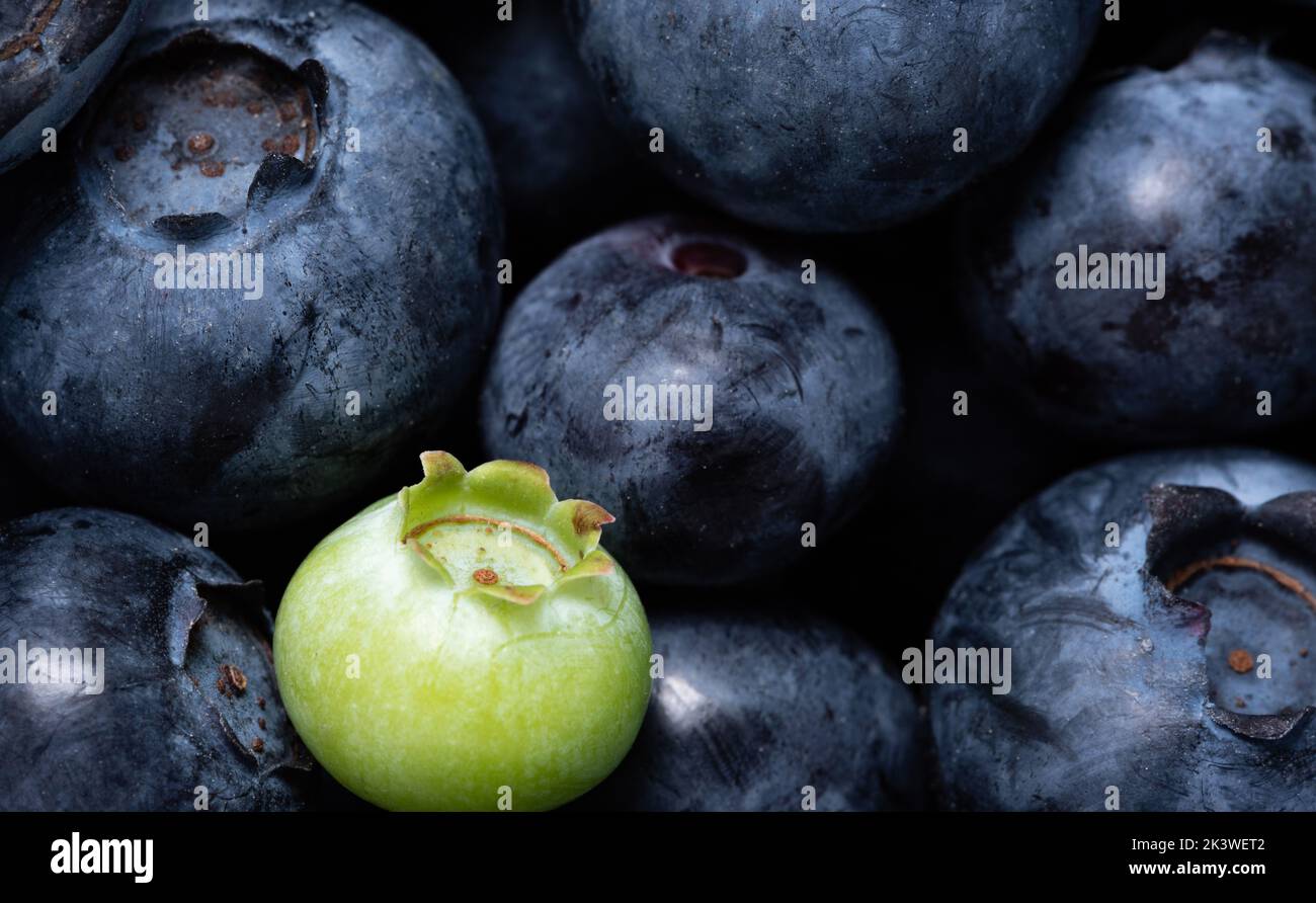 Blueberry fruit in close-up. Ripe fruit, blueberry berries isolated ...