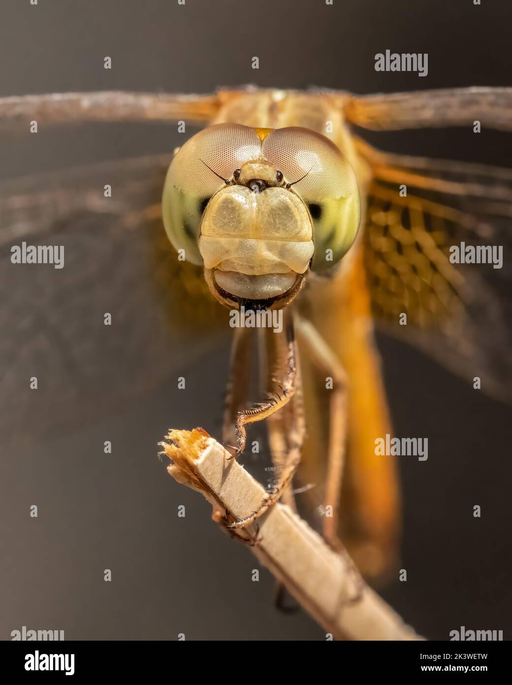 Dragonfly face hi-res stock photography and images - Alamy