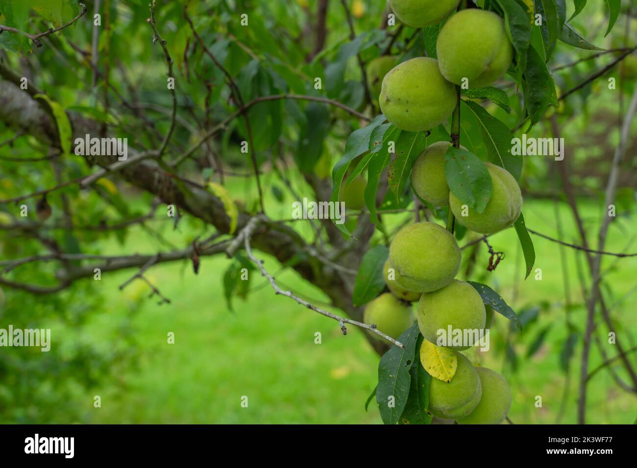 Harvesting sweet peaches hi-res stock photography and images - Alamy
