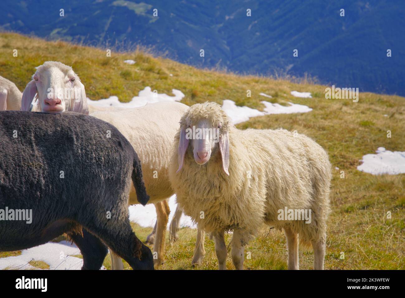 Cute white alpine sheeps on mountain pasture, Tyrol Austria Stock Photo ...