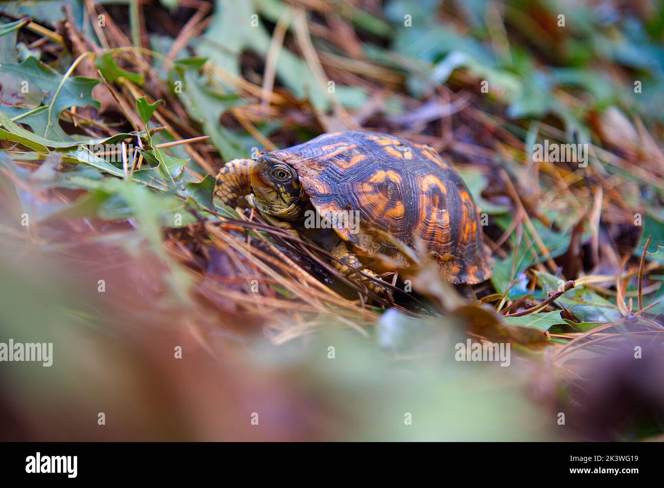 Box turtle usa leaf hi-res stock photography and images - Alamy