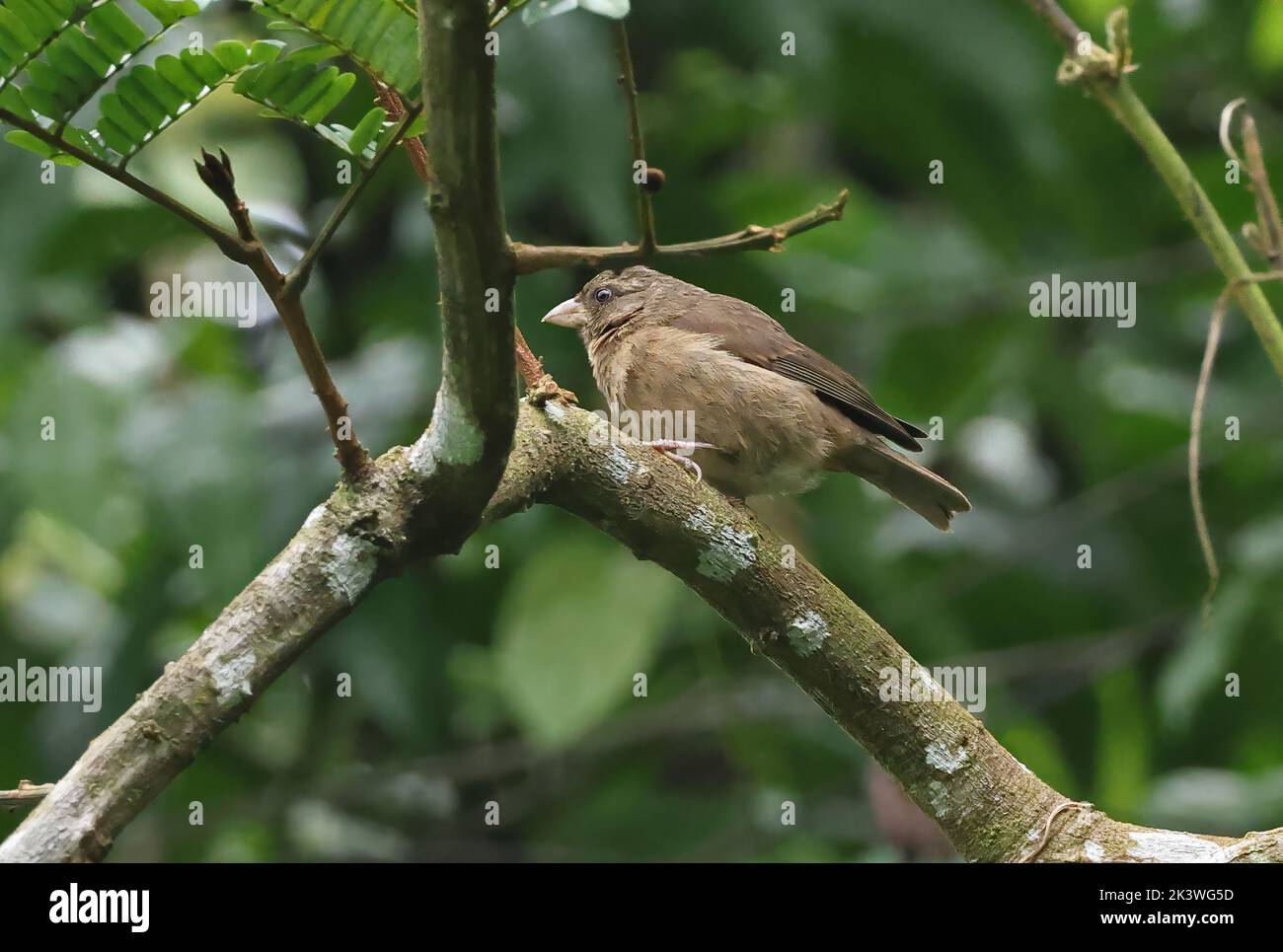 Crithagra rufobrunnea hi-res stock photography and images - Alamy