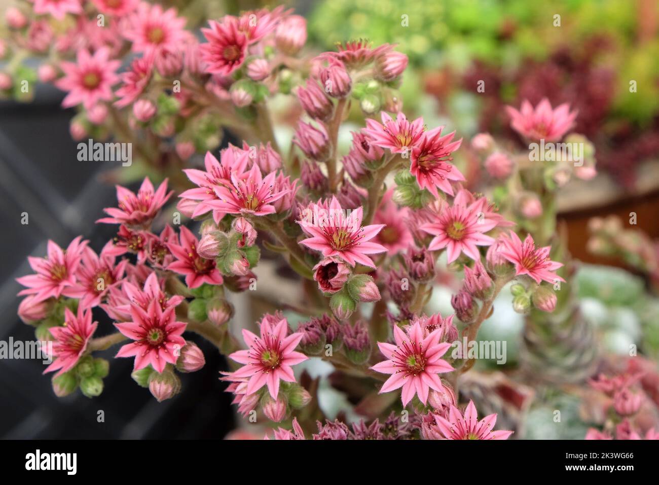 Hens chicks flower hi-res stock photography and images - Alamy