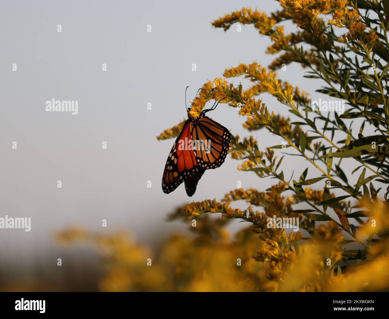 Profile of monarch butterfly hi-res stock photography and images - Alamy