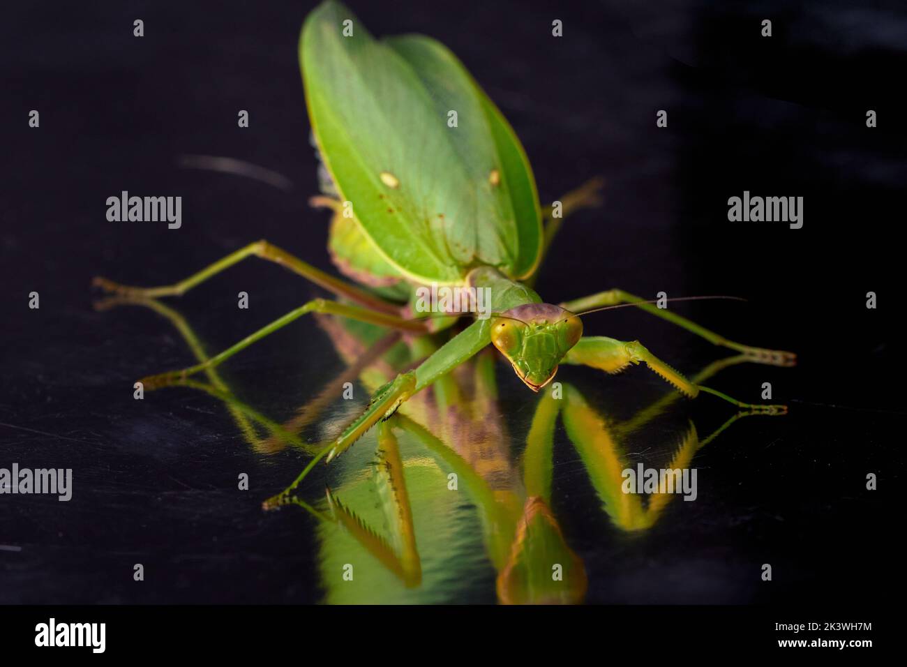Portrait cute large green praying mantis on a black background Stock ...