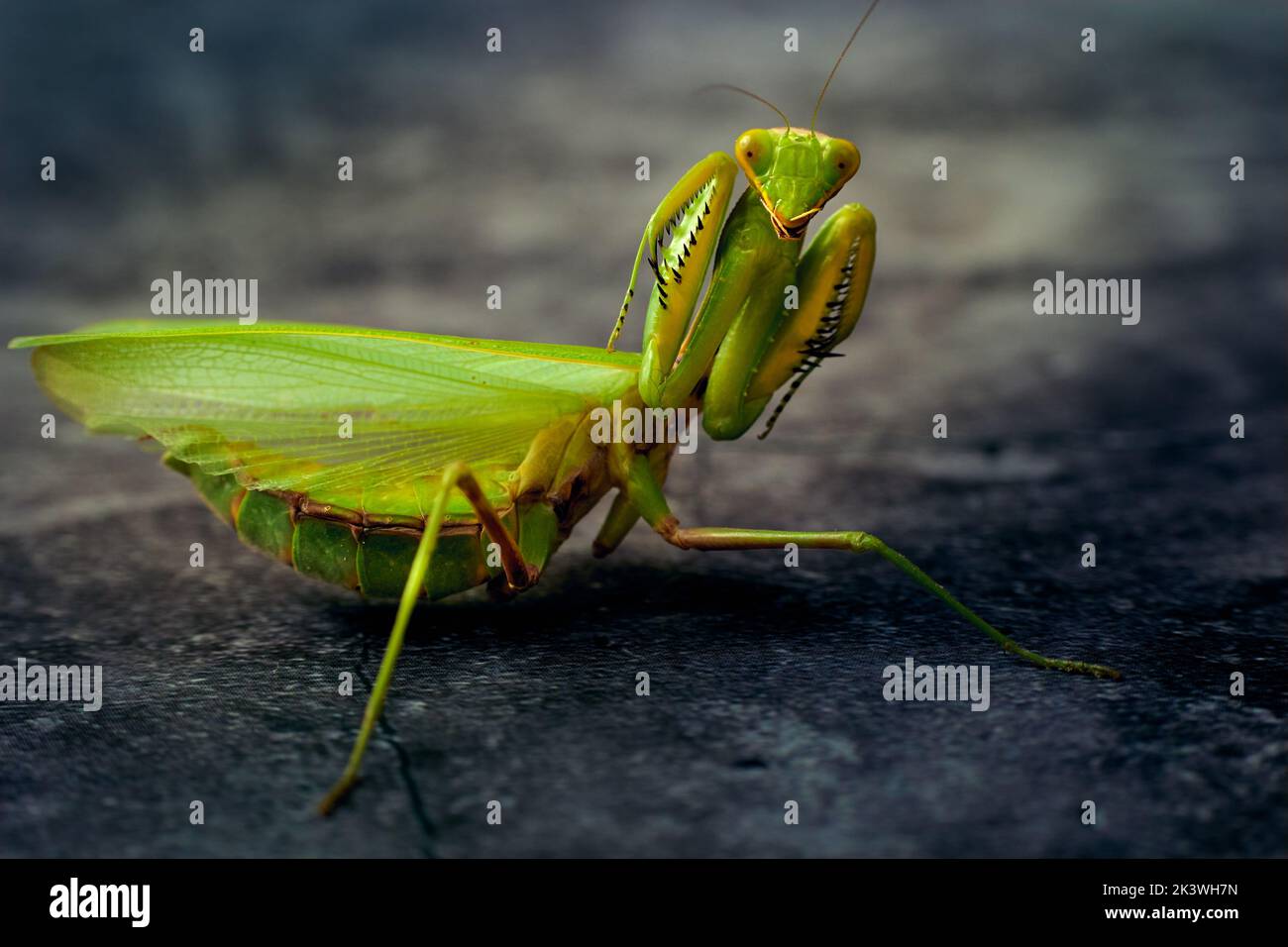 Portrait large green praying mantis attacking stance on a darck ...